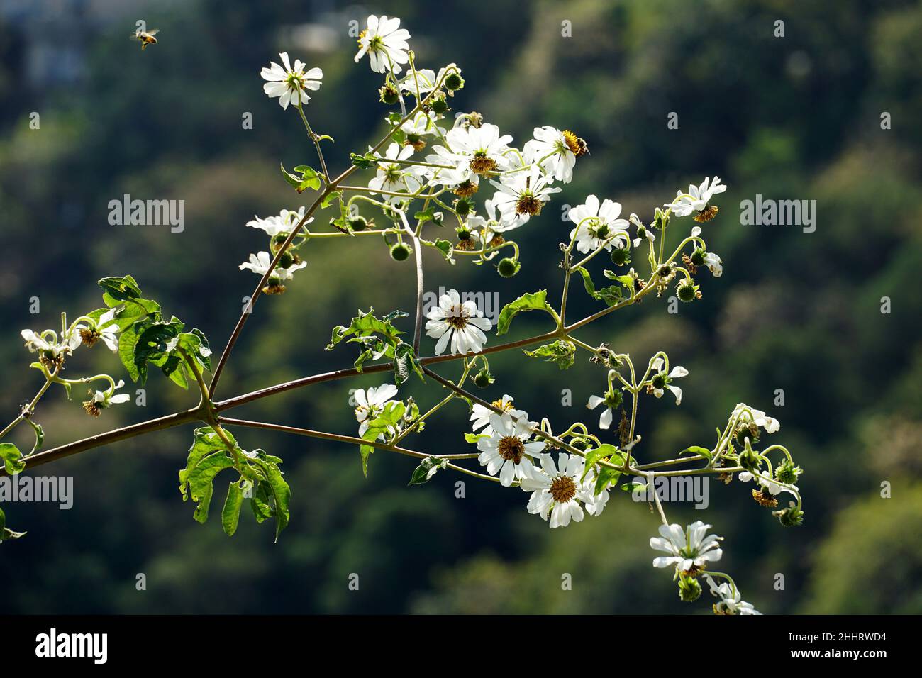 Montanoa bipinnatifida, Mexico, North America Stock Photo - Alamy