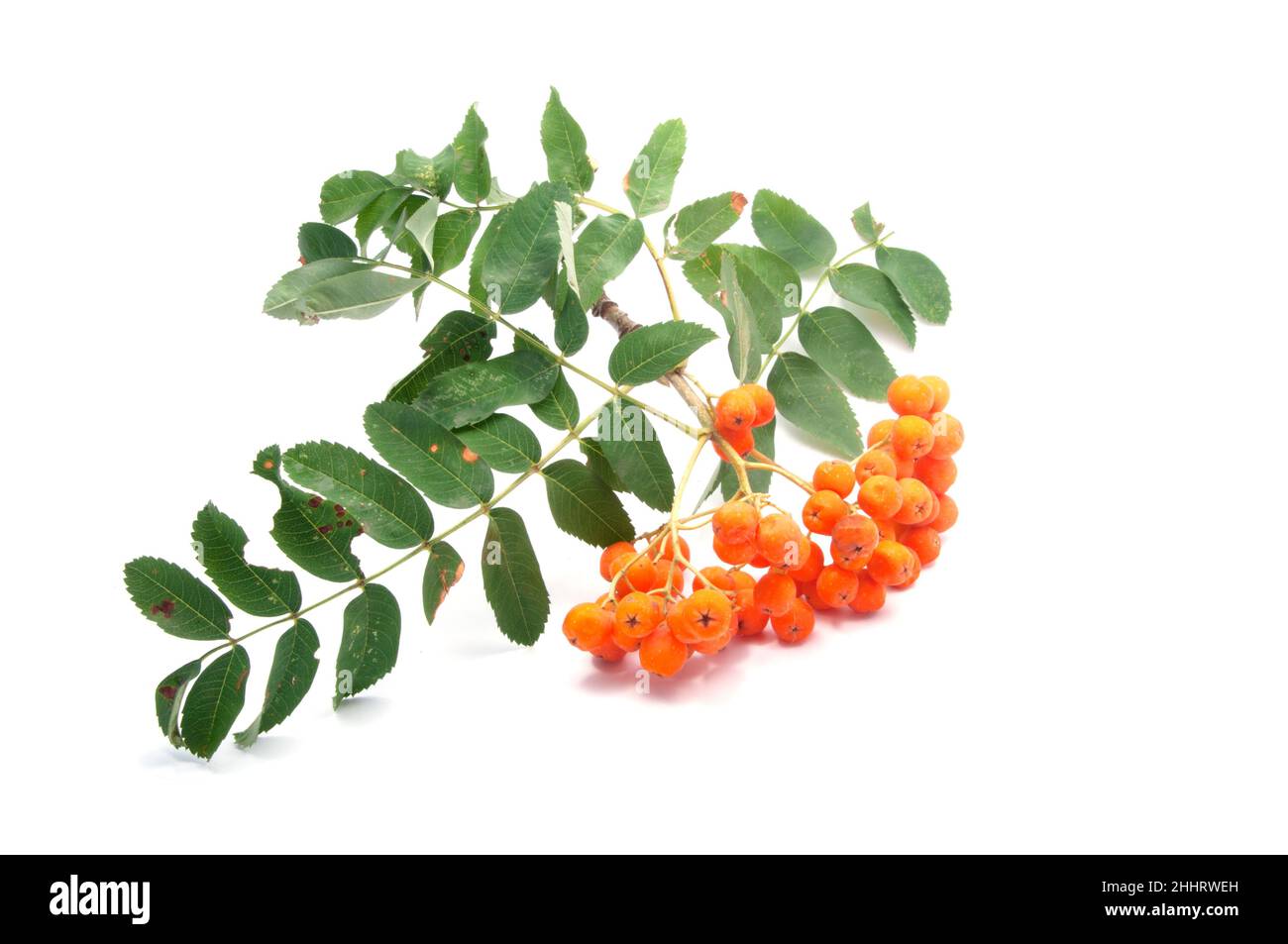 White rowan tree berries Cut Out Stock Images & Pictures - Alamy