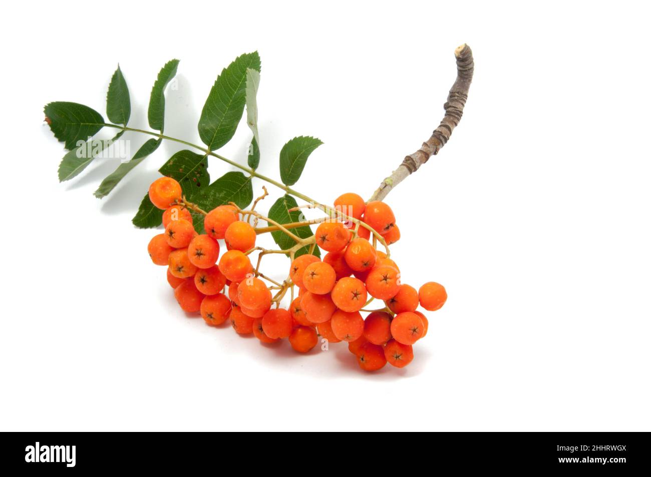 Ripe ash berries rowan Cut Out Stock Images & Pictures - Alamy