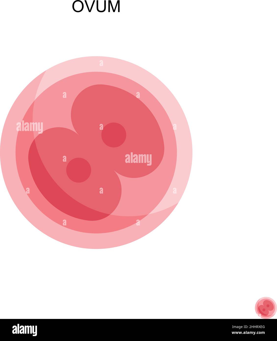 Ovum Simple vector icon.Perfect color modern pictogram on editable ...