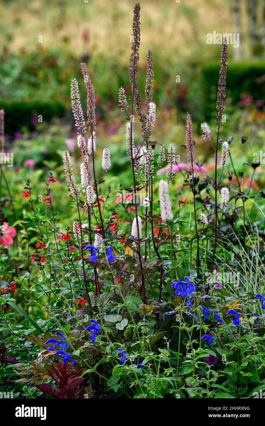 Actaea simplex Atropurpurea Group,cimicifuga racemosa,flower,flowers ...