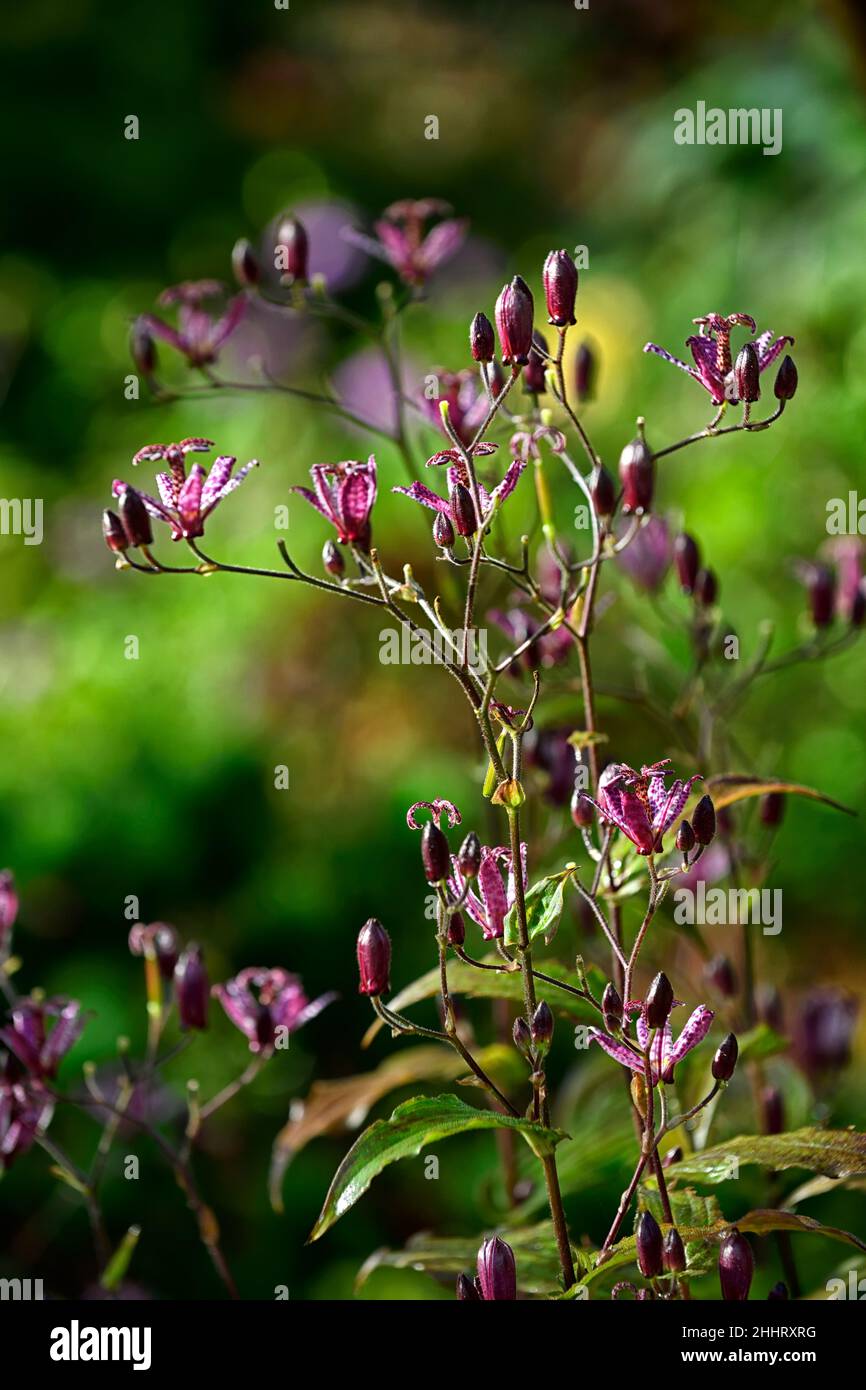 Purple toad lily hi-res stock photography and images - Alamy