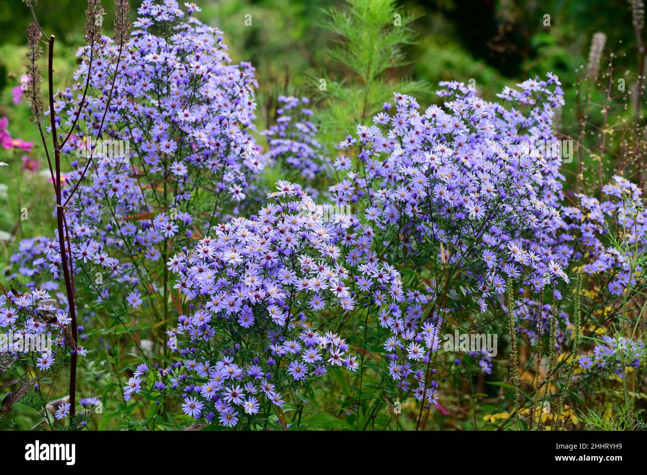 Aster Little Carlow,Symphyotrichum Little Carlow,blue flowers,blue ...