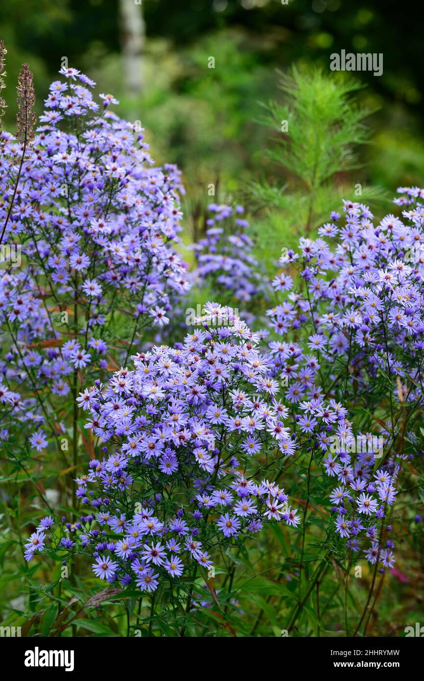 Aster Little Carlow,Symphyotrichum Little Carlow,blue flowers,blue ...