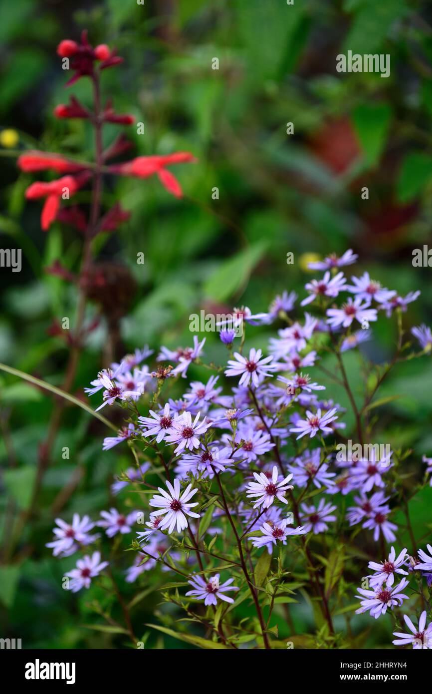 Aster Little Carlow,Symphyotrichum Little Carlow,blue flowers,blue ...