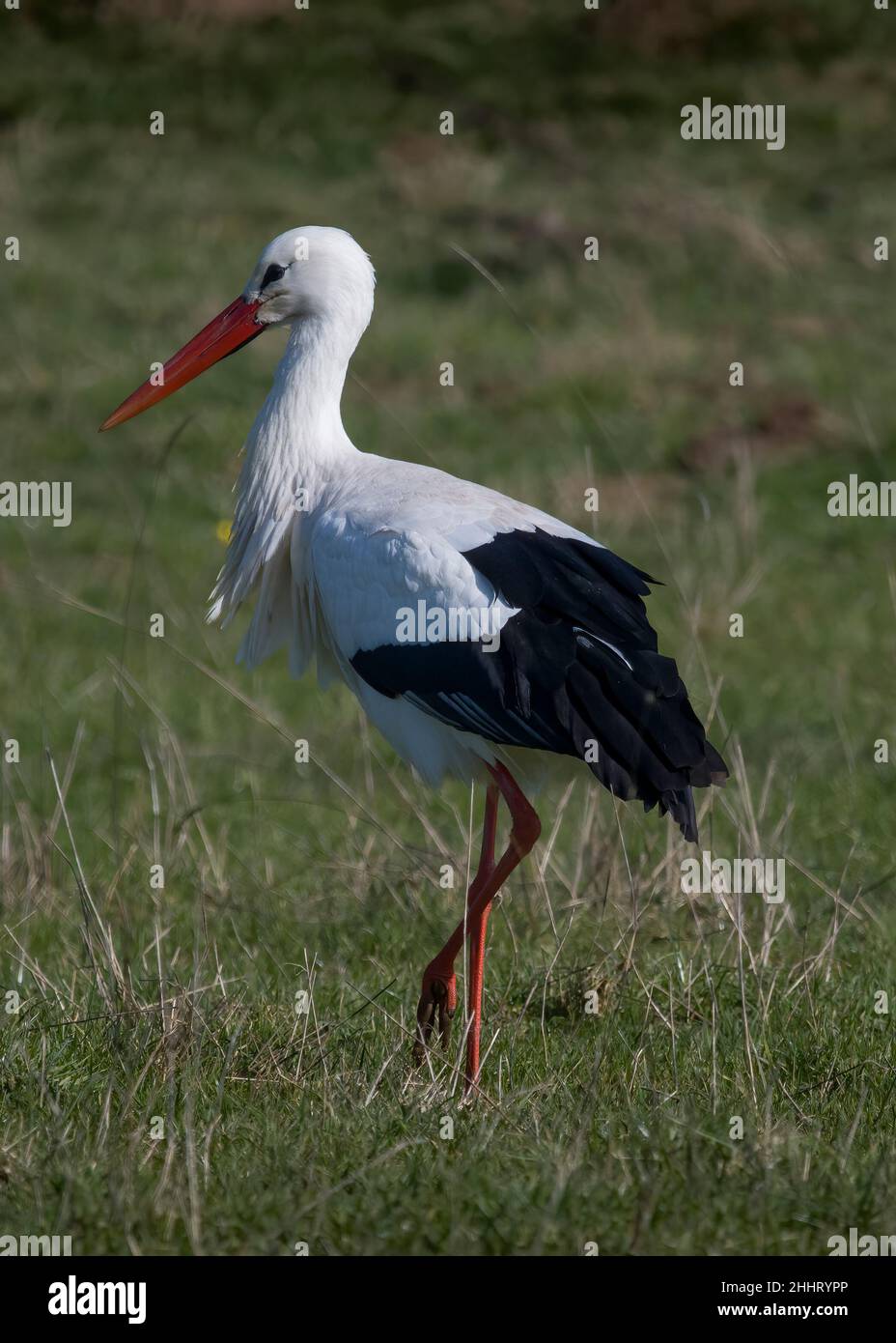 Photos cigognes hi-res stock photography and images - Alamy