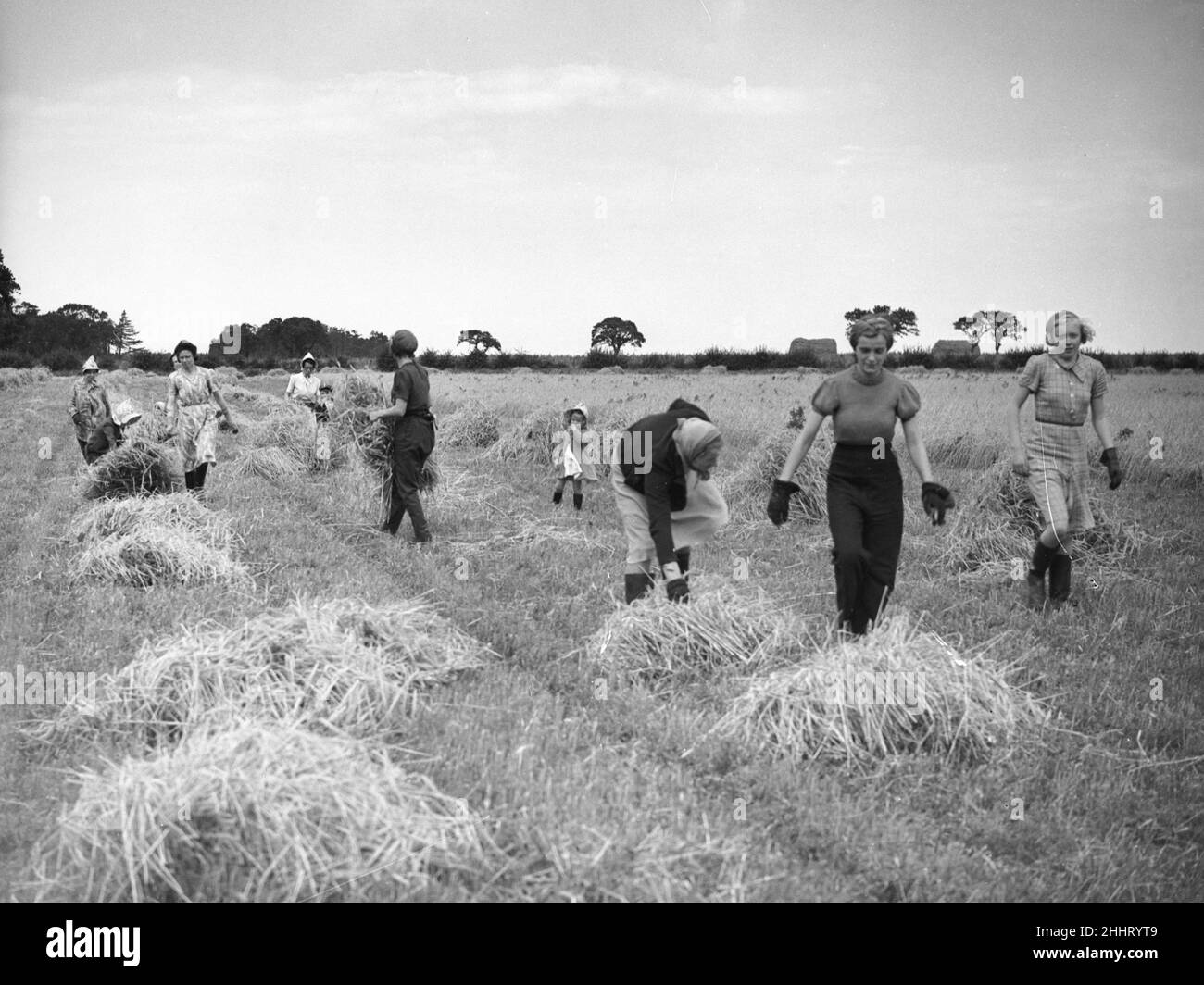 Members of the Women Land Army (WLA) harvesting in the English ...