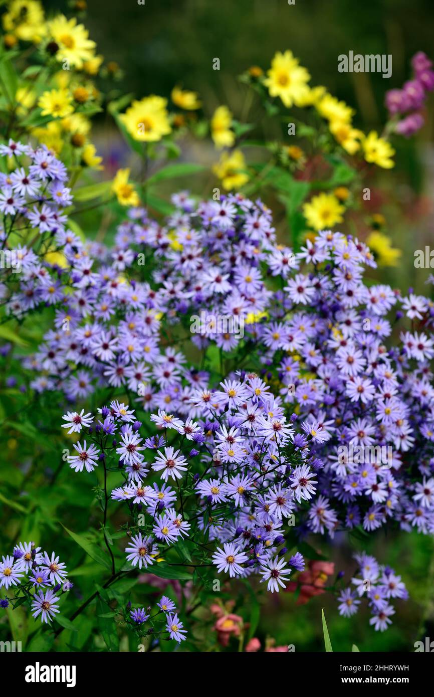 Aster Little Carlow,Symphyotrichum Little Carlow,blue flowers,blue ...