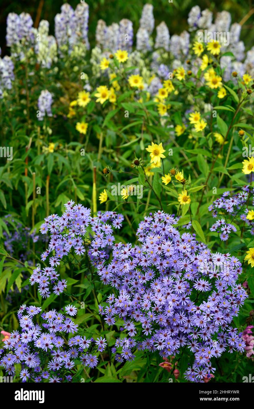 Aster Little Carlow,Symphyotrichum Little Carlow,blue flowers,blue ...