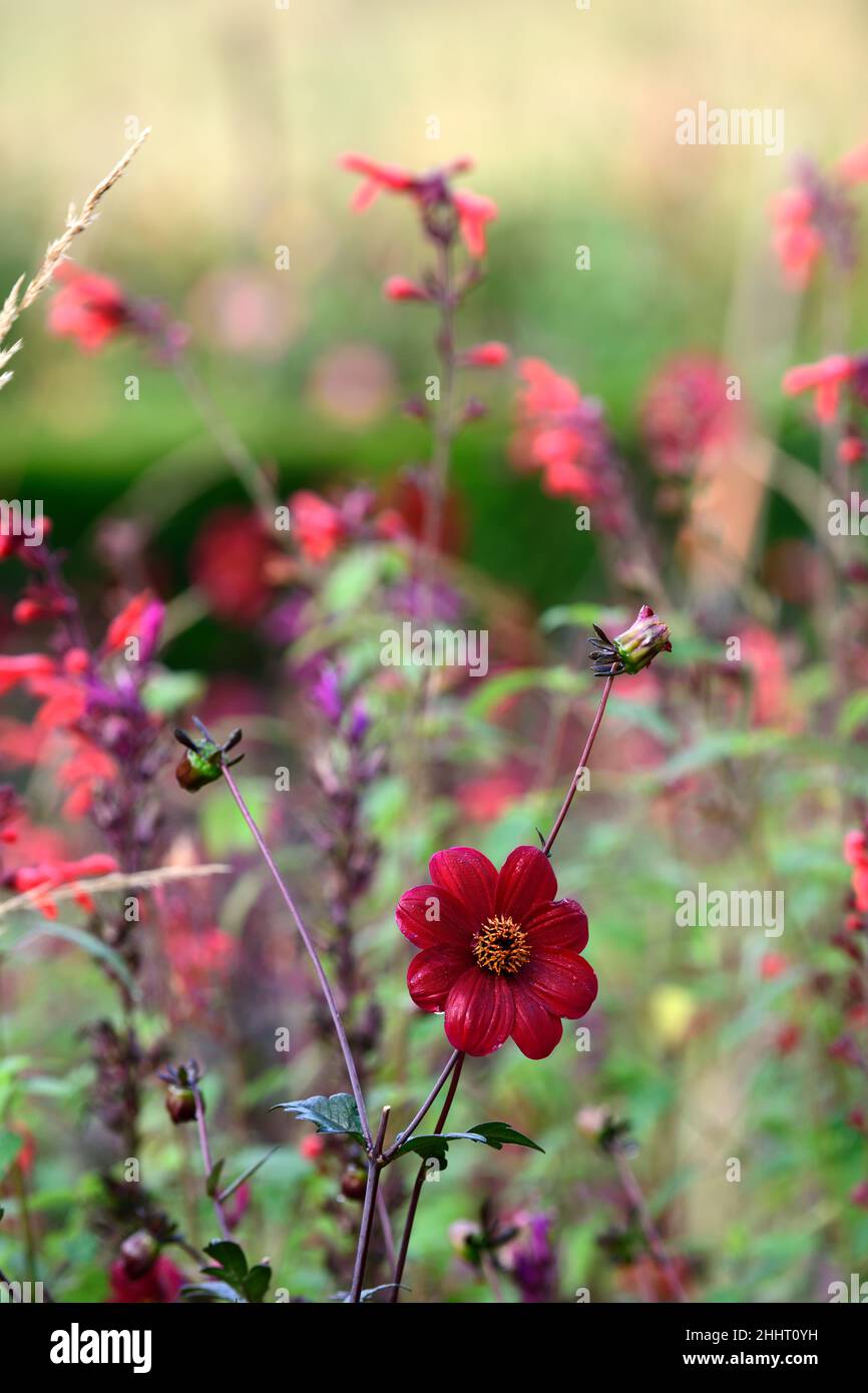 Mixed flower seedlings hi-res stock photography and images - Alamy