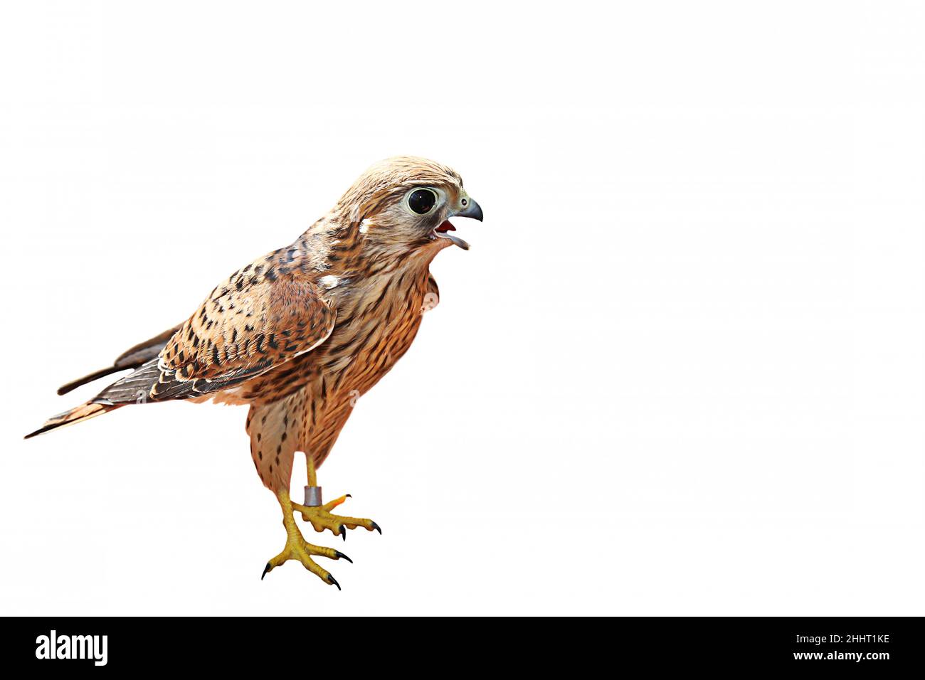 A screaming falcon on a white background. Portrait. Isolate. A bird of ...