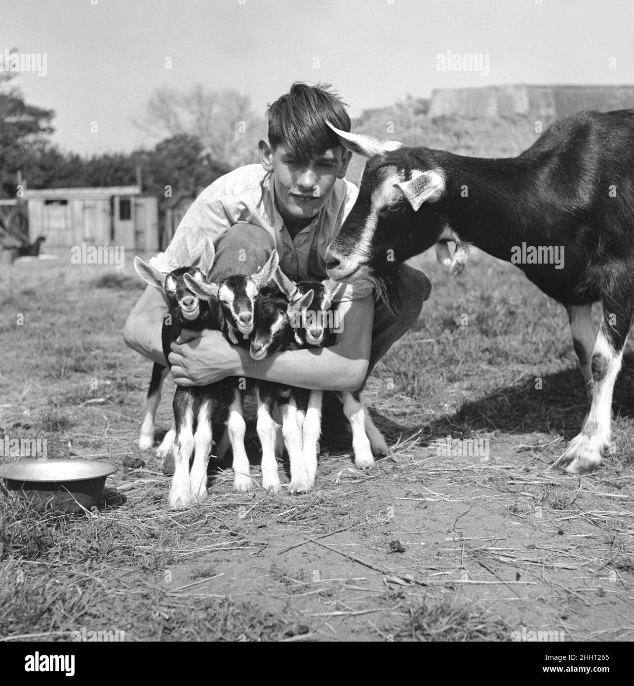Boy with a goat and kids at Birling Goat Farm. 18th April 1945 Stock ...