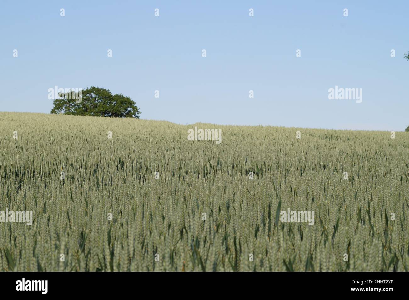 Landscape wheat hi-res stock photography and images - Alamy
