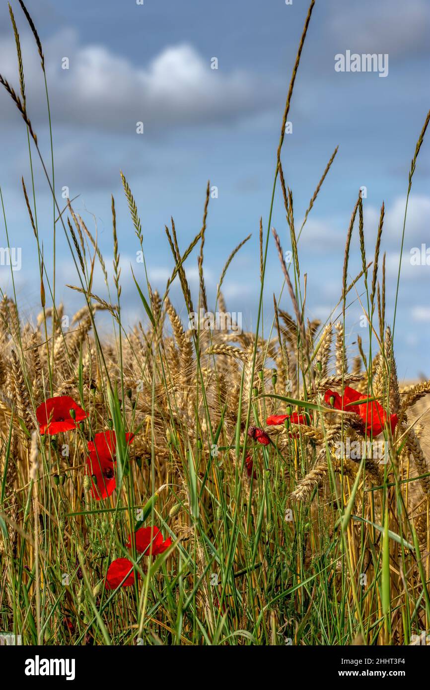 Champs de lin et coquelicots Stock Photo - Alamy