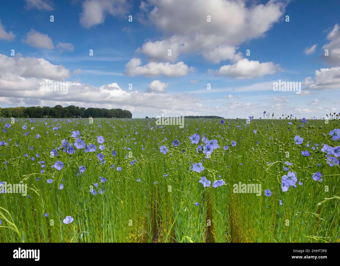 Champs de lin et coquelicots Stock Photo - Alamy