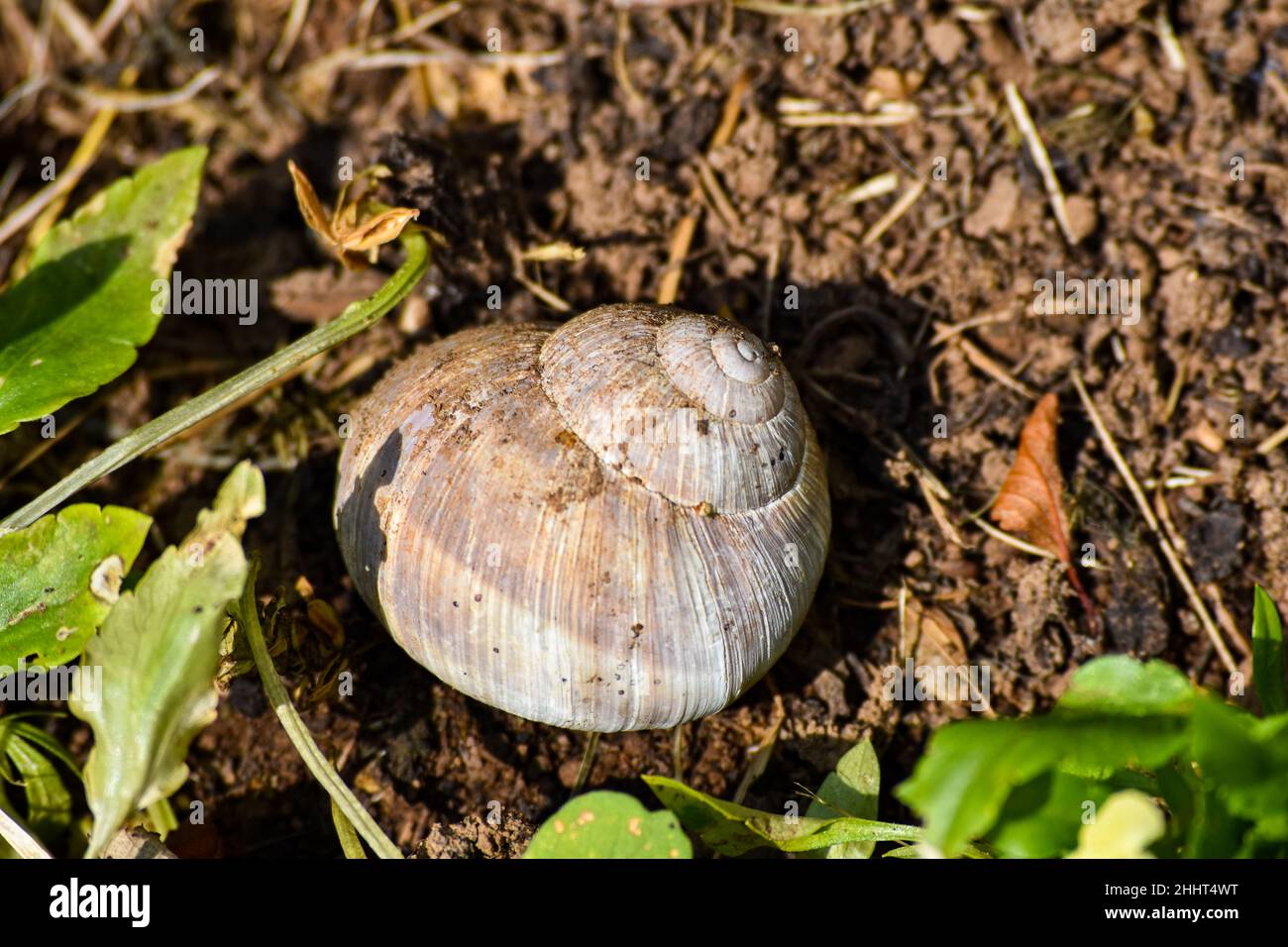 An empty snail shell on the floor of a utility garden Stock Photo - Alamy