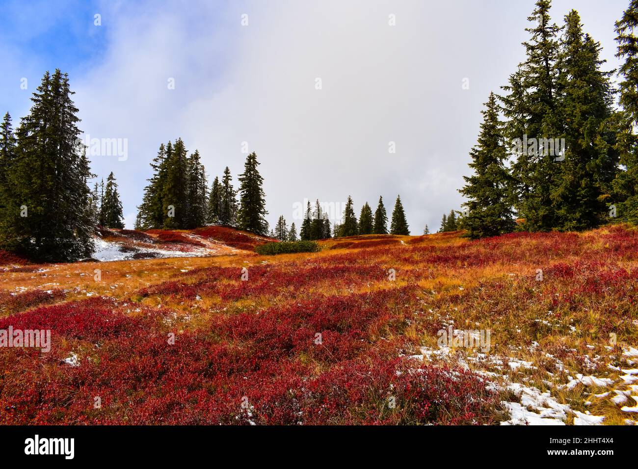 Breathtaking red heathland in the mountains with light snow and ...