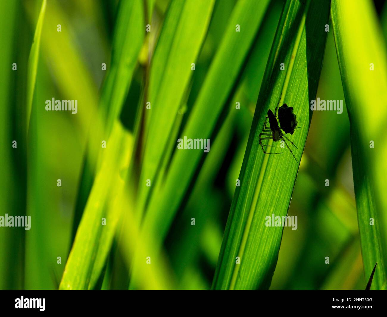 Closeup of a spider making web with prey hidden among green grass ...