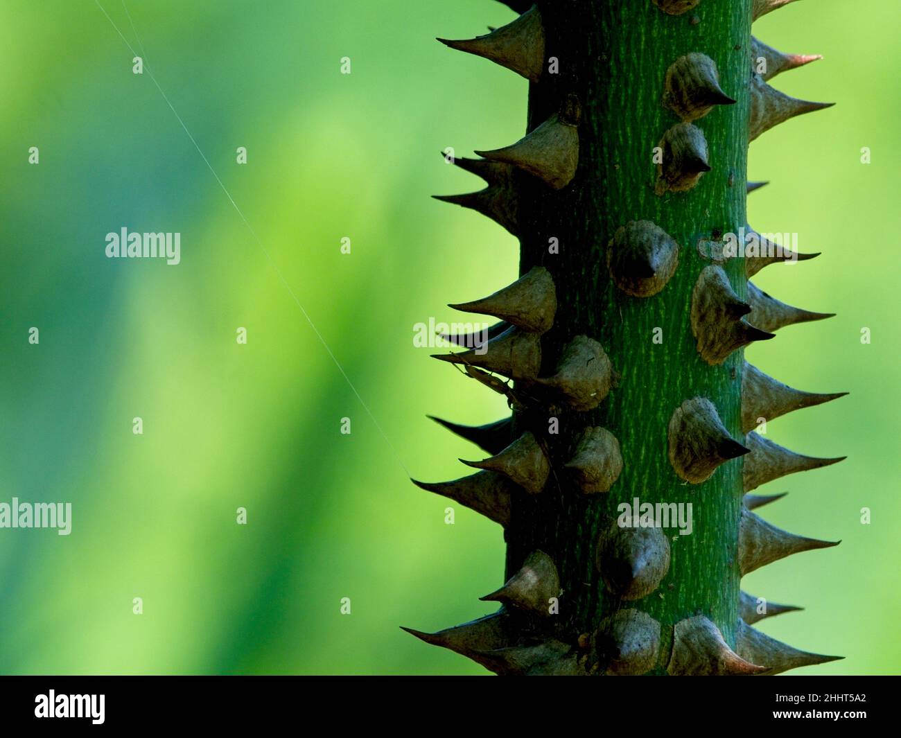 Closeup of a wild plant with spikes in Vilcabamba, Ecuador Stock Photo ...