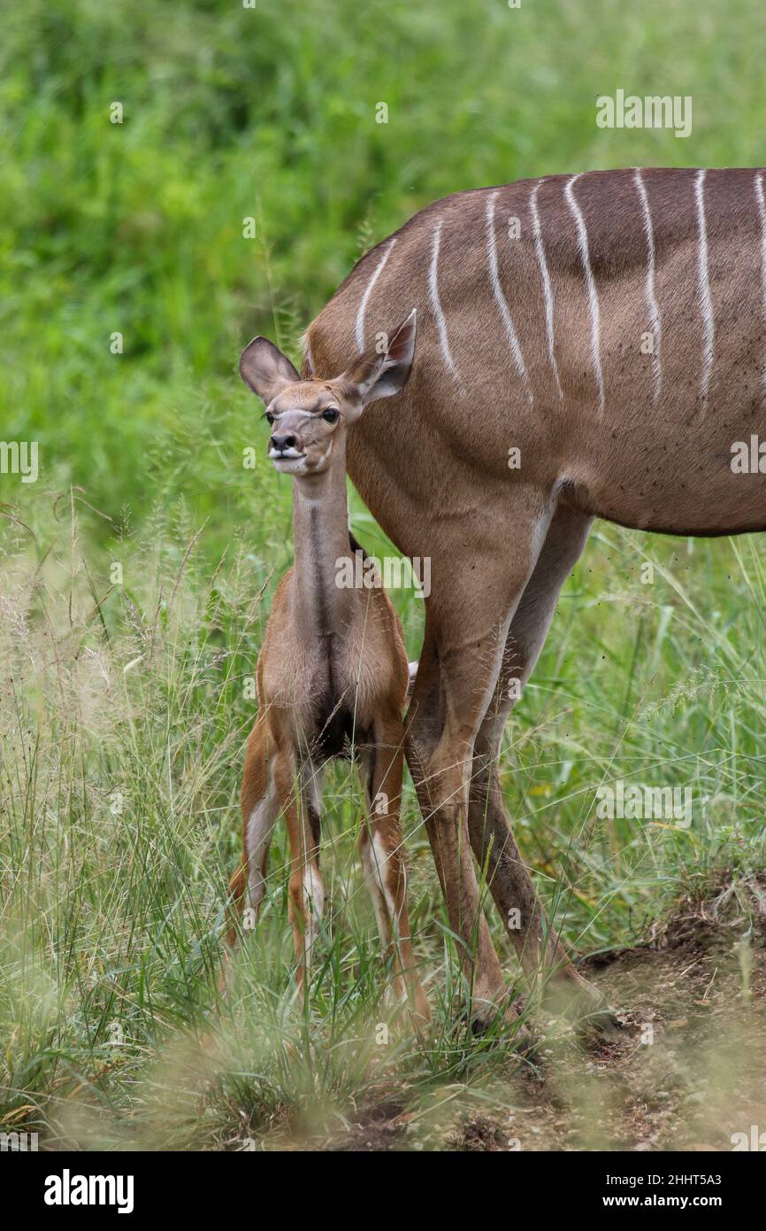 Kudu cow with young calf in the Kruger National Park Stock Photo - Alamy