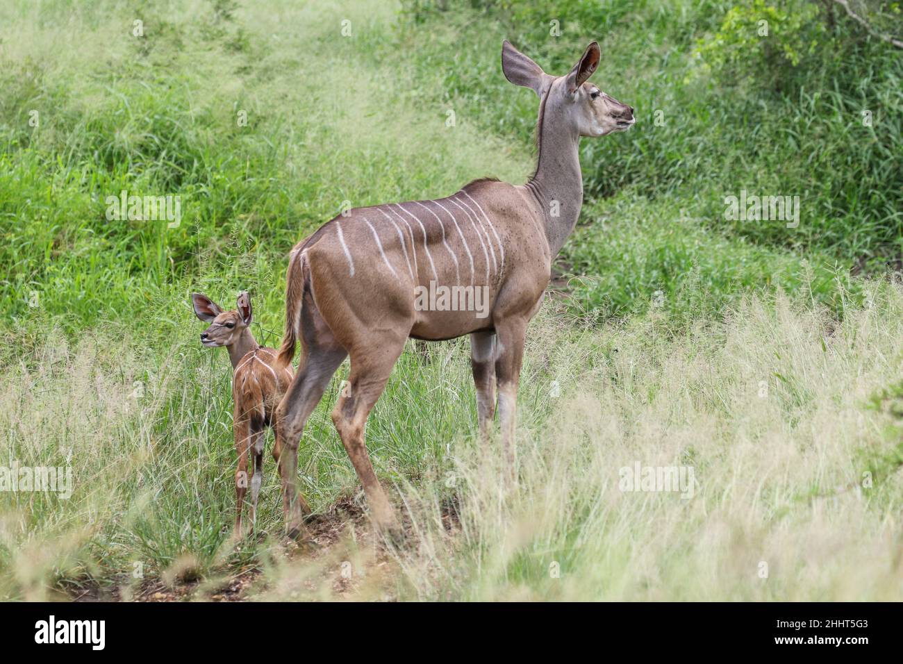 Kudu calf hi-res stock photography and images - Alamy
