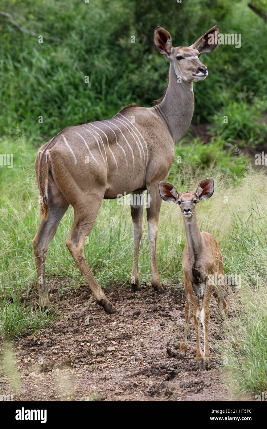 Lesser Kudu Baby
