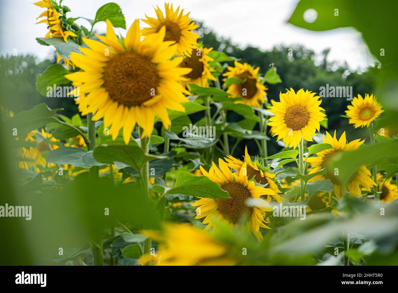 Sunflowers, field of sunflower in bloom sunflower field Stock Photo - Alamy