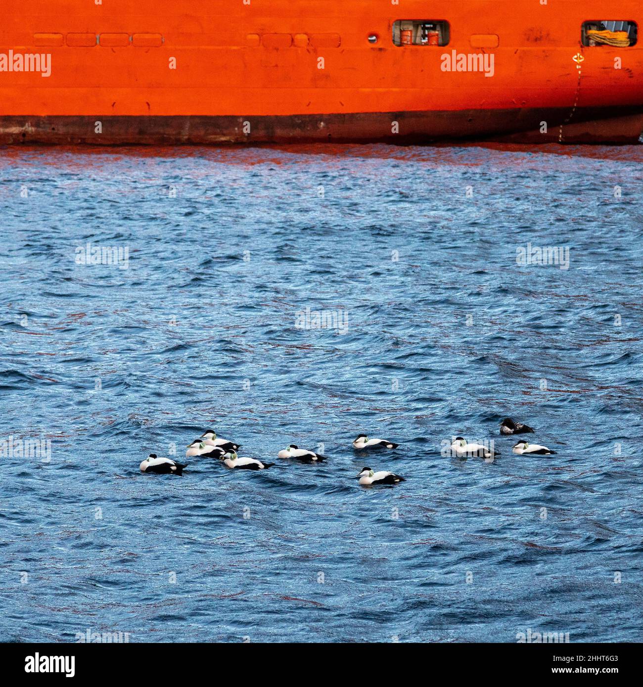 A small group of eiders in Vaagen, the inner port of Bergen, Norway ...