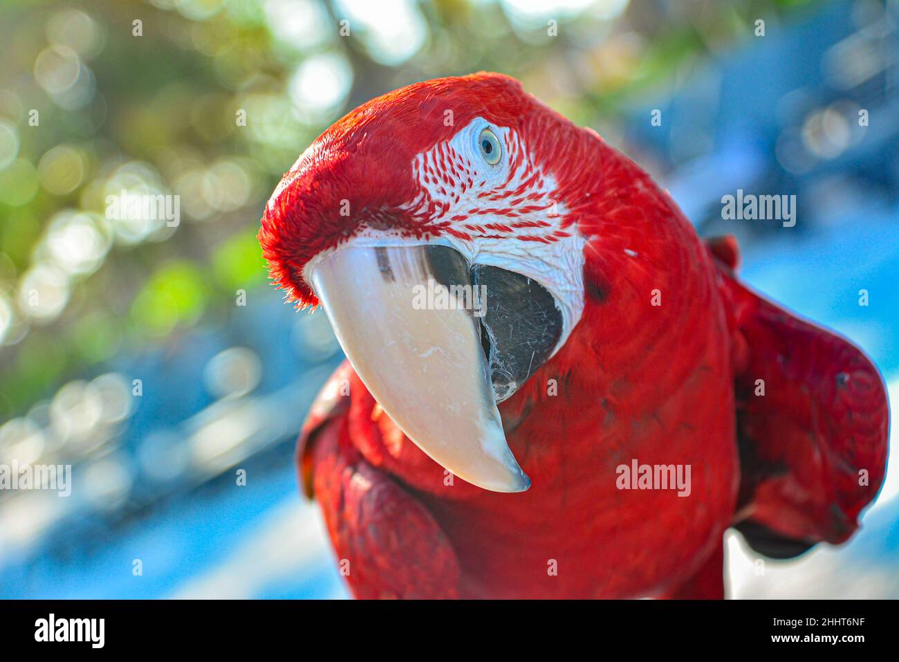 Red guacamaya hi-res stock photography and images - Alamy