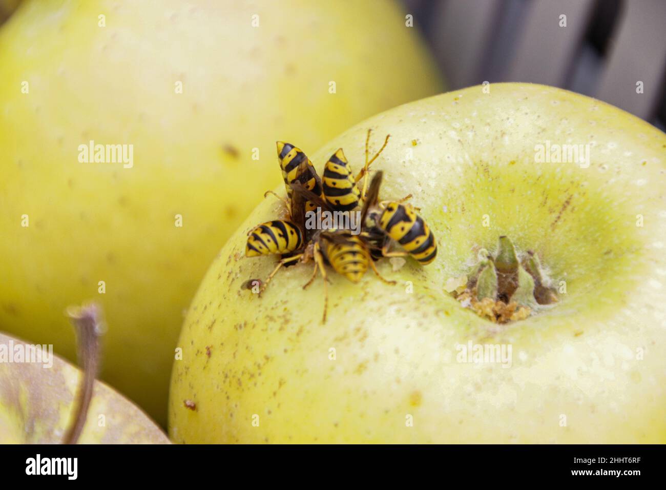 Apple sugar insect hi-res stock photography and images - Alamy