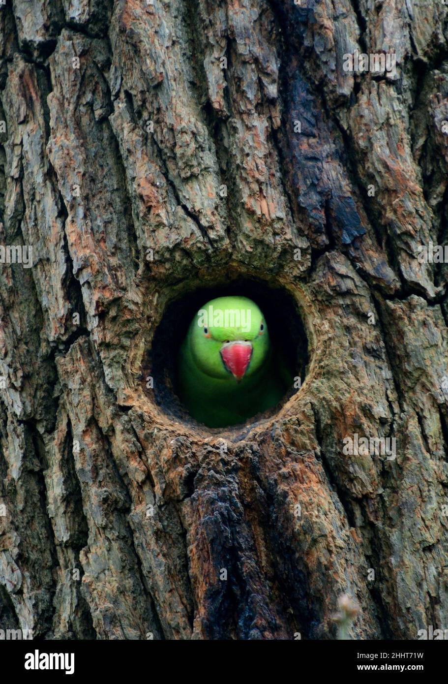 Closeup wooden home parrot hi-res stock photography and images - Alamy
