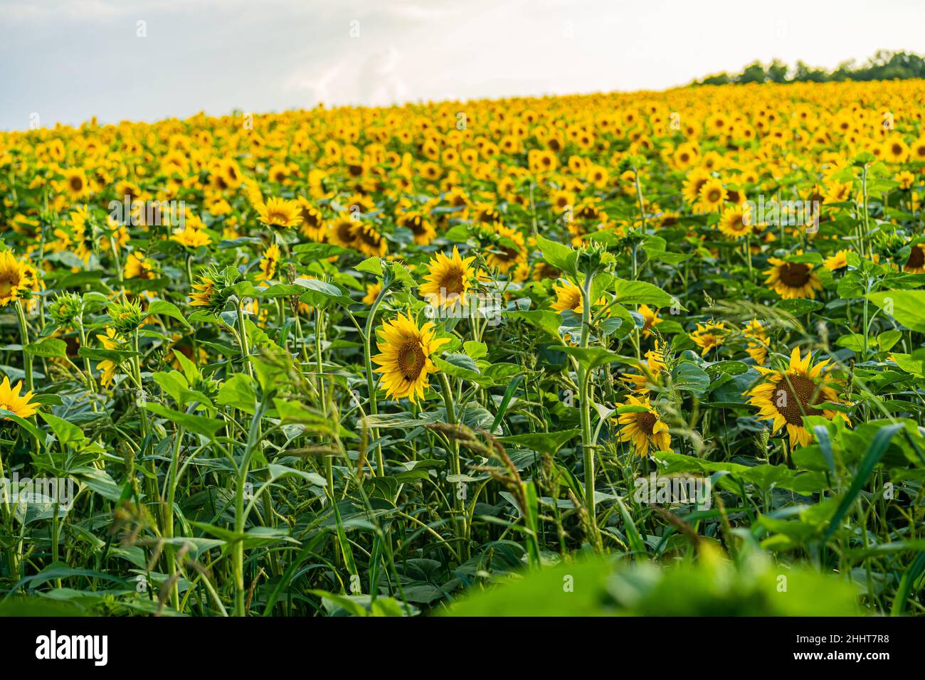 Sunflowers, field of sunflower in bloom sunflower field Stock Photo - Alamy