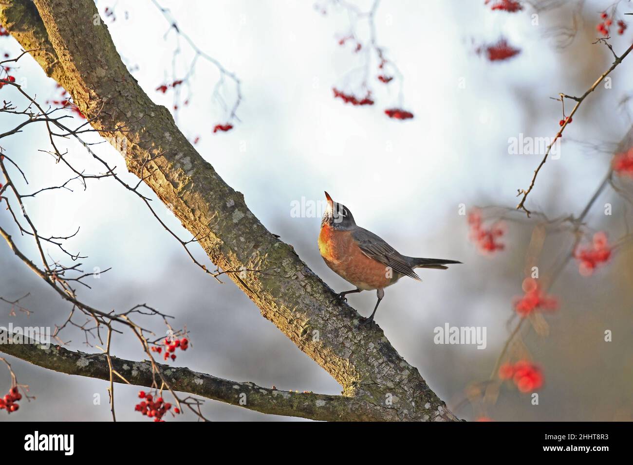 American Robin Cute Bird High Resolution Stock Photography and Images ...