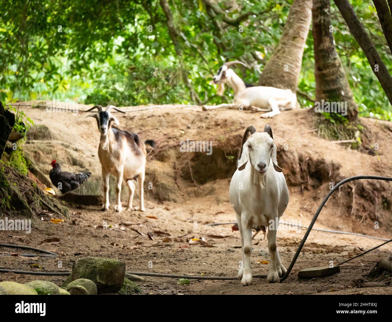 Portrait funny goat looking camera hi-res stock photography and images ...