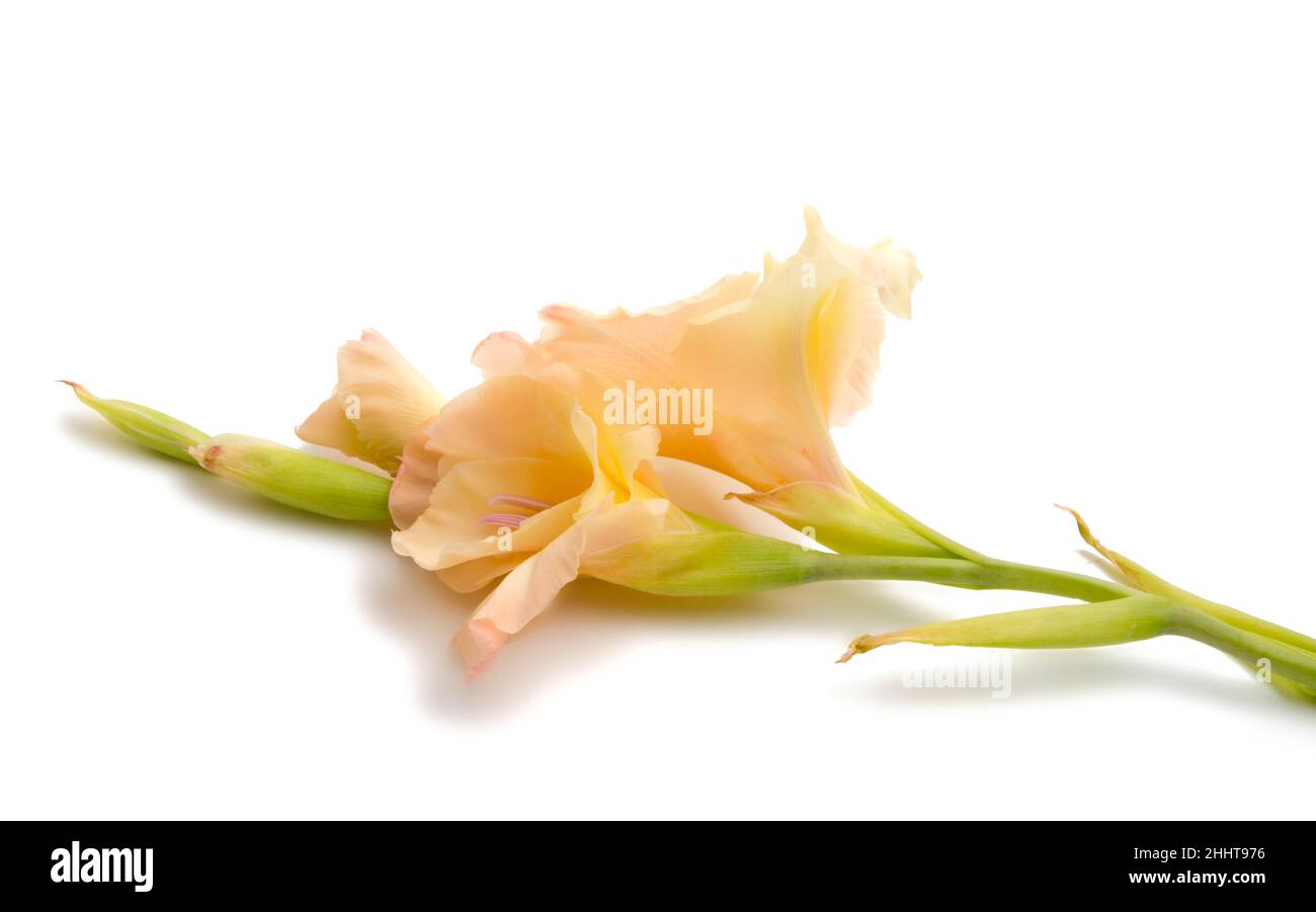 Beautiful bright gladiolus flower hi-res stock photography and images ...