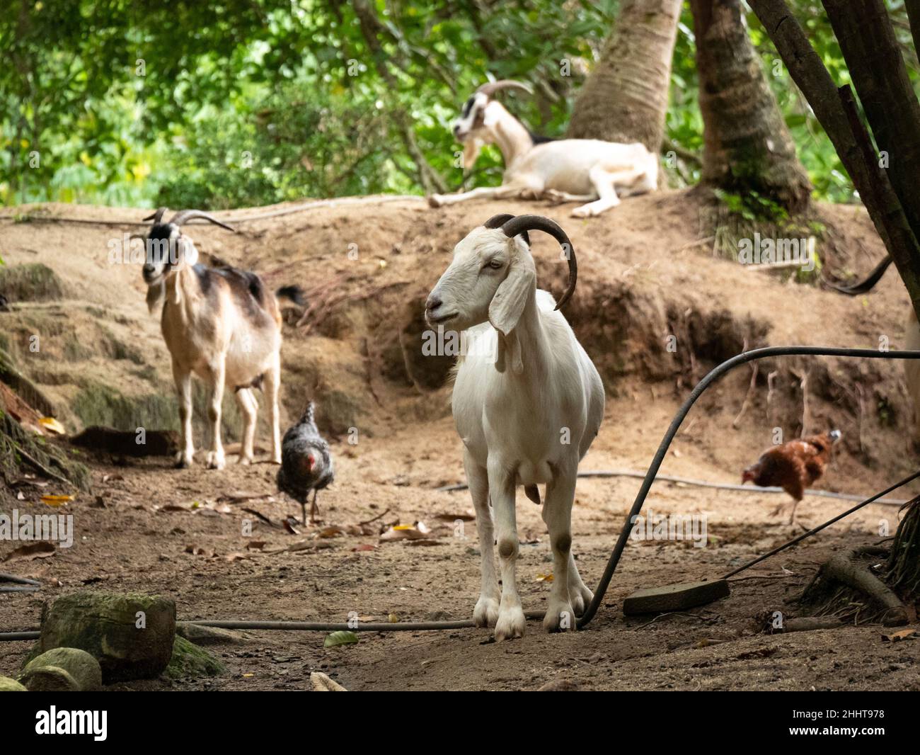 White Goat Standing near Chickens and other Goats in Natural Park ...