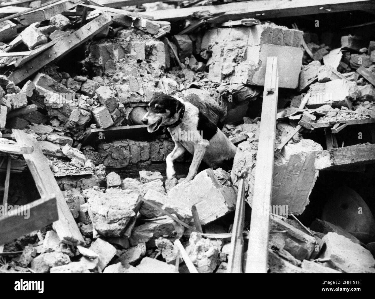 The Buzz Bomb Dog. "Bill" the heavy rescue mascot working with his ...