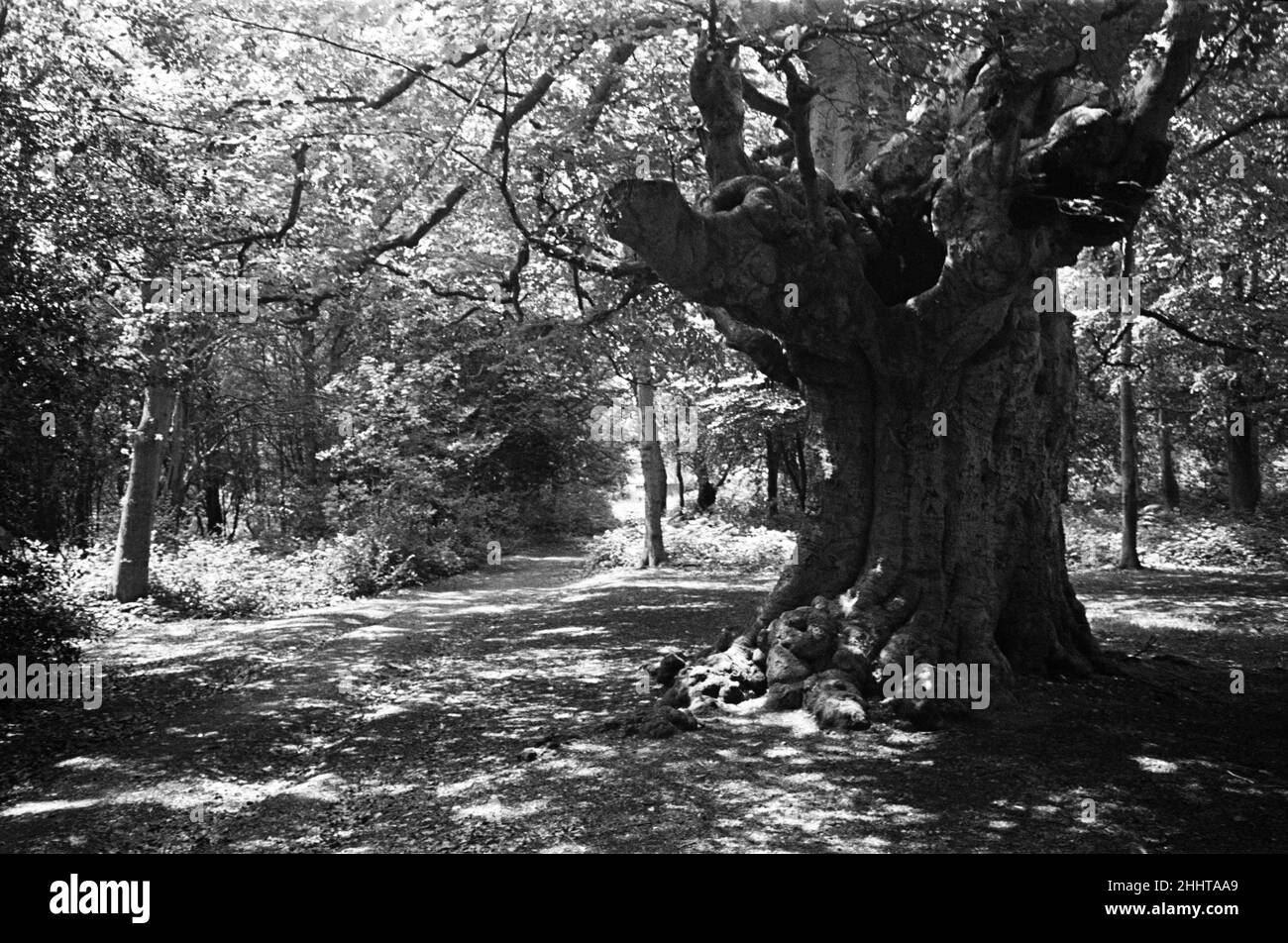 Burnham Beeches, Buckinghamshire. 3rd July 1944 Stock Photo - Alamy
