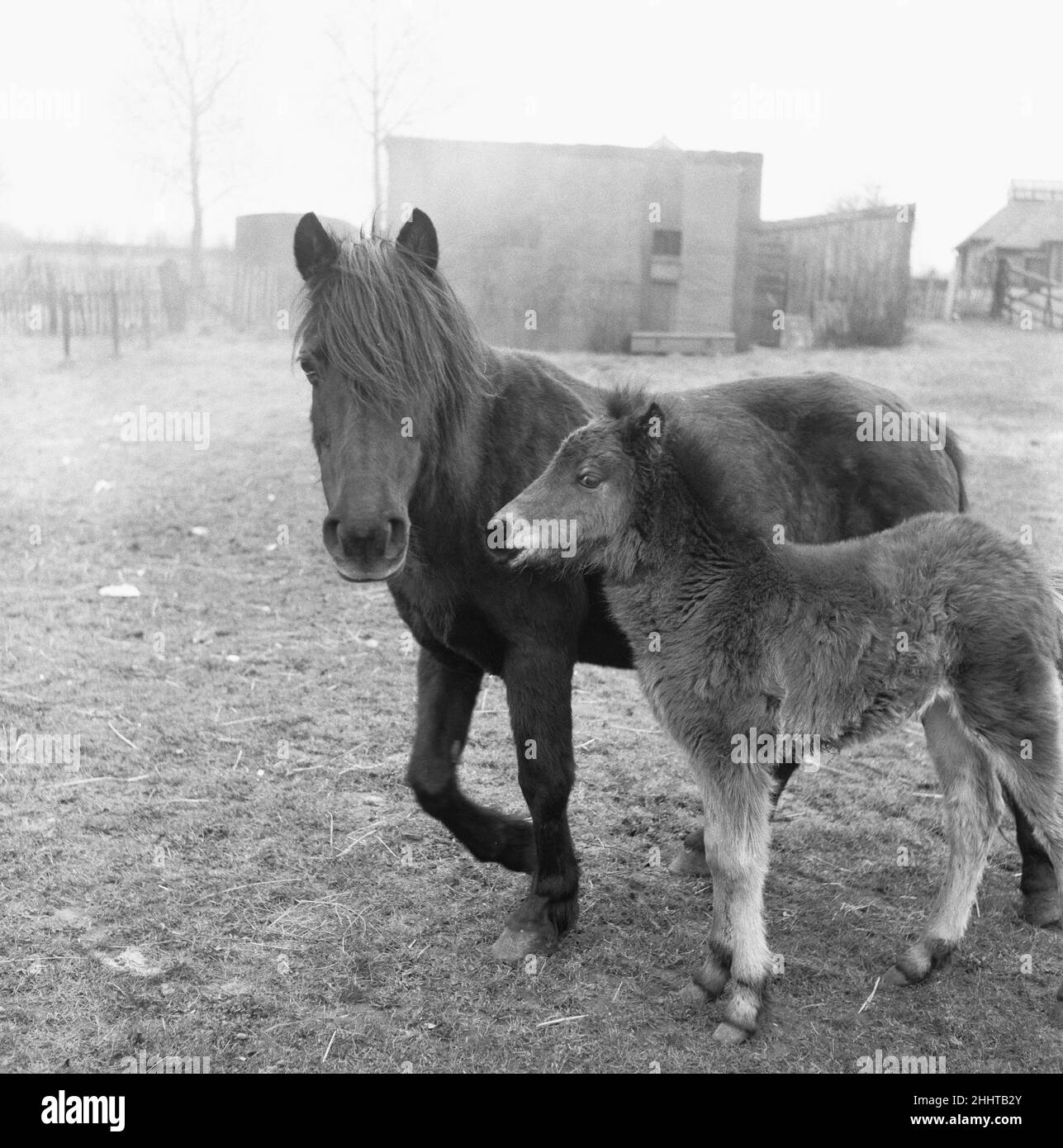 A mare and foal seen here in the paddock of the People's Dispensary for ...
