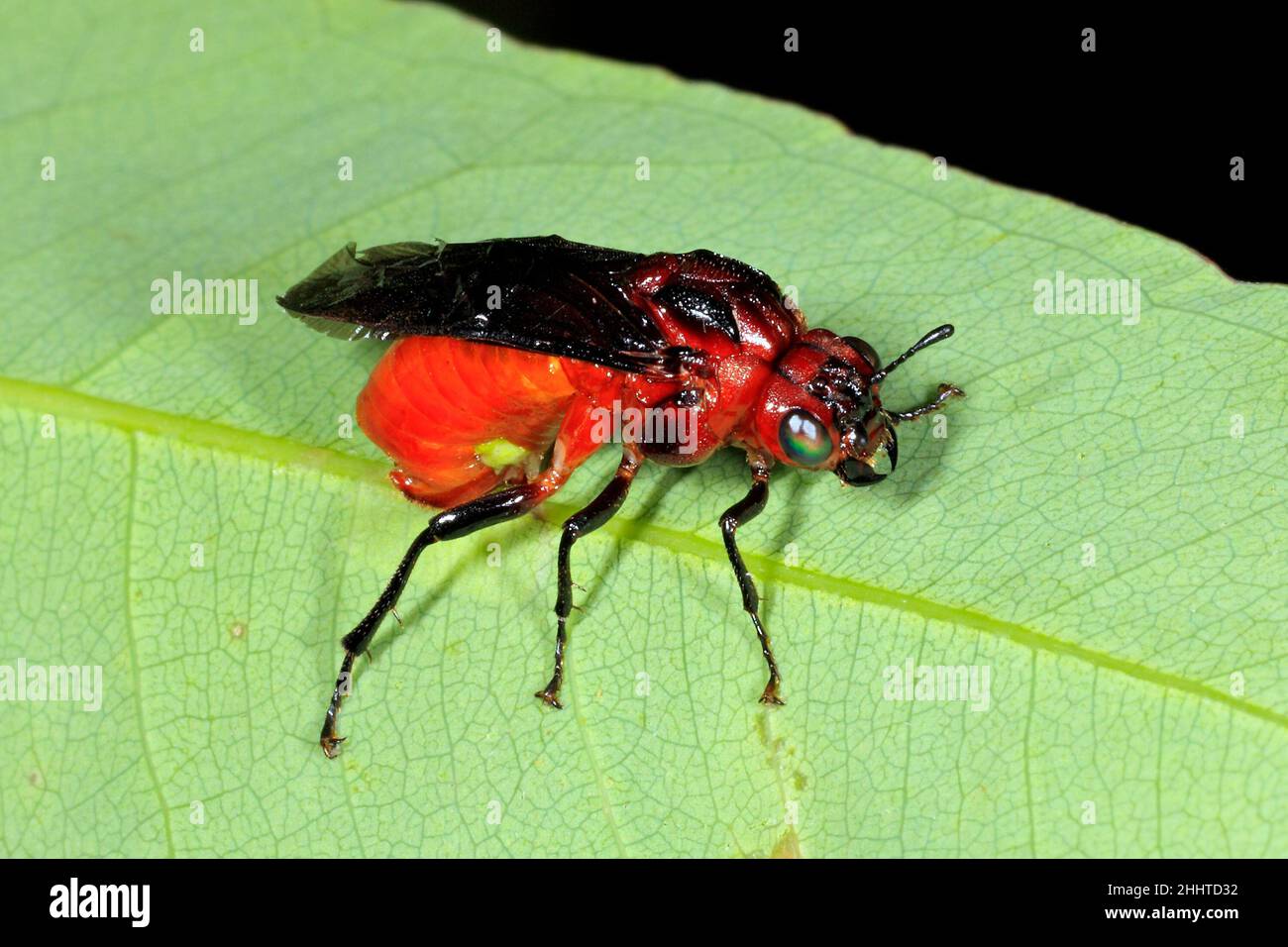 Australian sawfly hi-res stock photography and images - Alamy