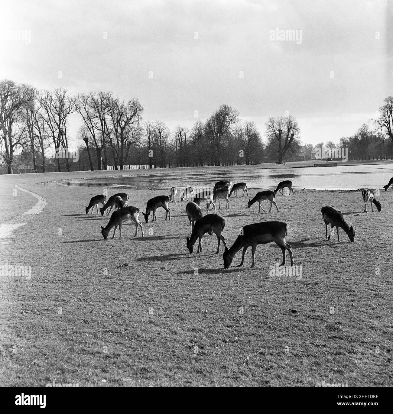 Fallow deer at richmond park in richmond Black and White Stock Photos ...