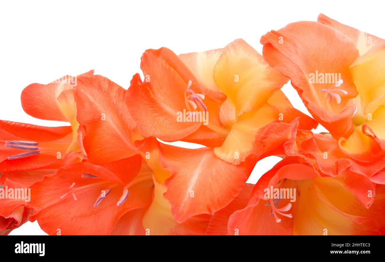 elegant beautiful bright orange gladiolus isolated on the white Stock ...