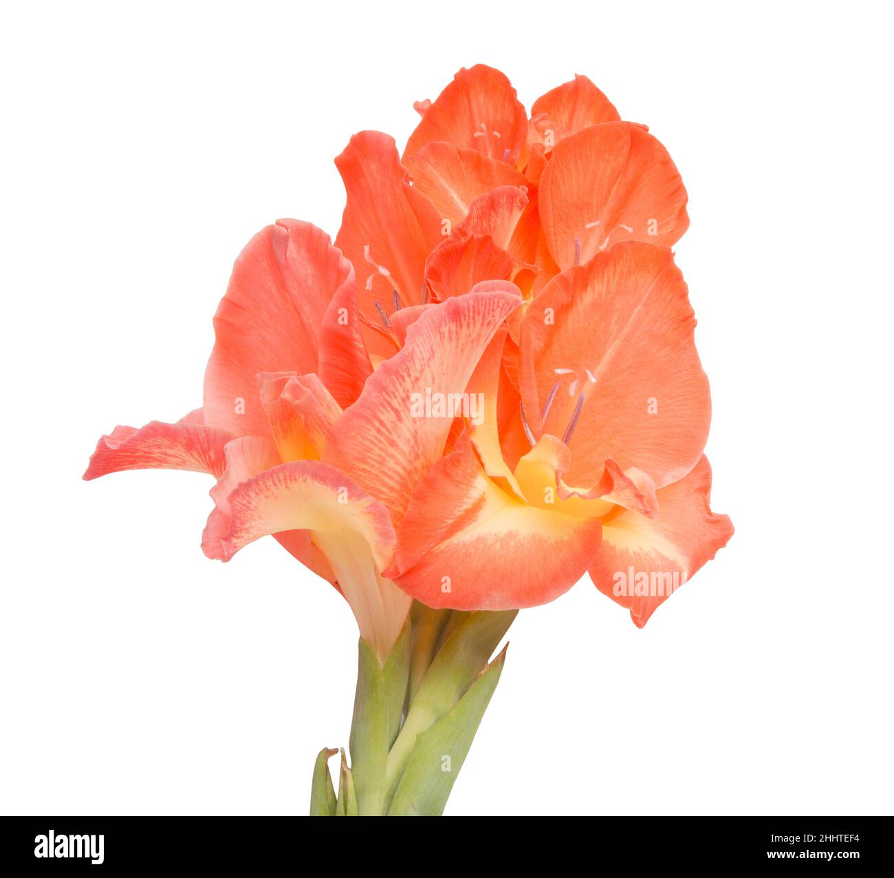 elegant beautiful bright orange gladiolus isolated on the white Stock ...
