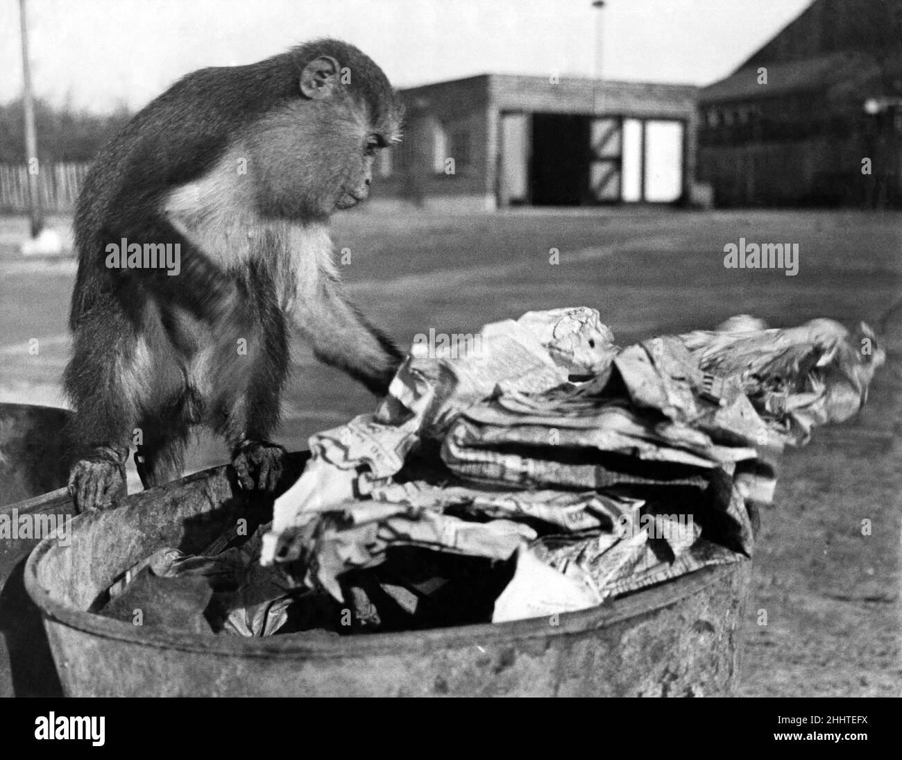 Monkey helps paper salvage December 1941. *** Local Caption *** P002207 ...