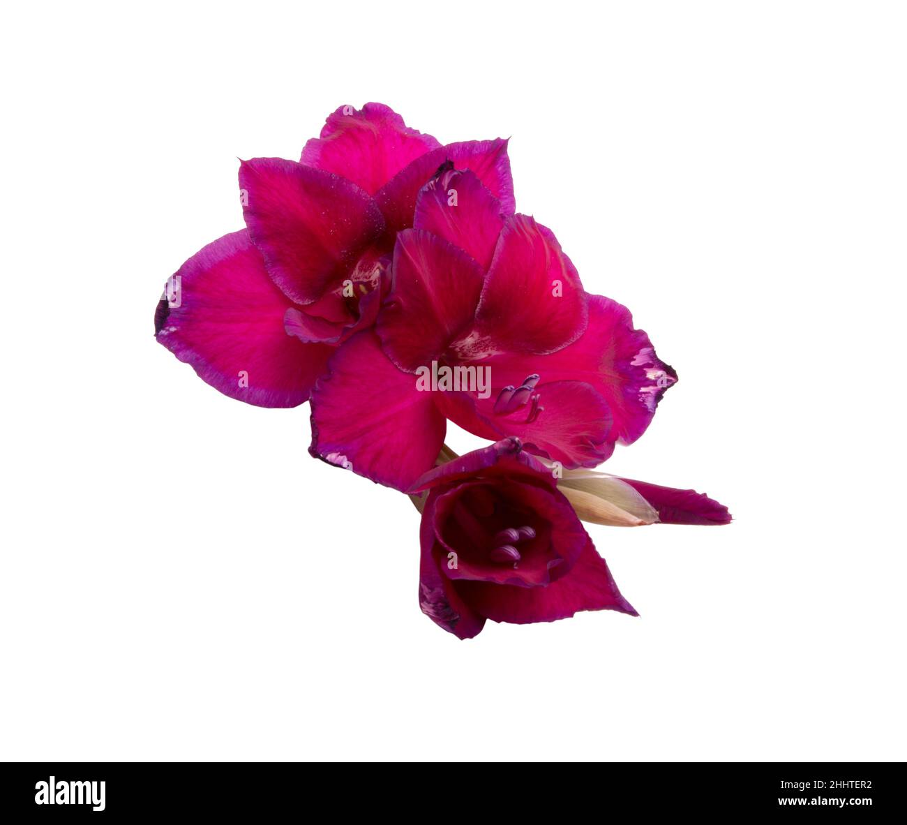 Bouquet of elegant gladiolus flowers hi-res stock photography and ...