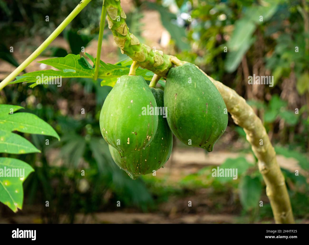 Pawpaw plant hi-res stock photography and images - Alamy