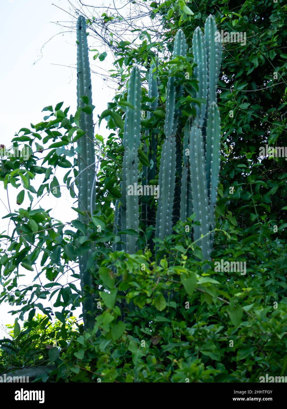 Long Cactus Growing Among other Plants on a Cloudy Day in Tayrona Park ...