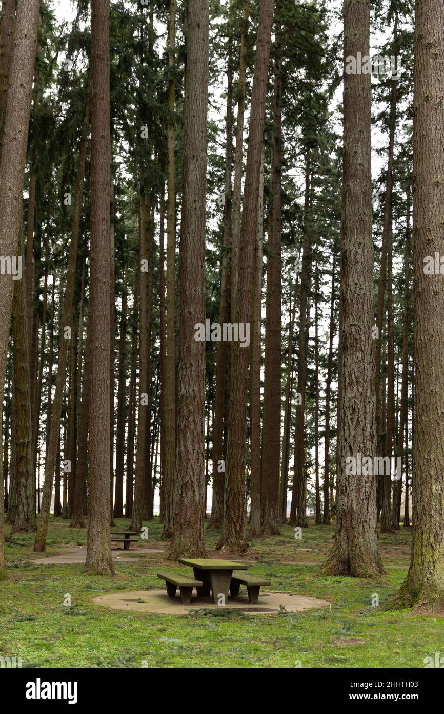 Table in forest hi-res stock photography and images - Alamy