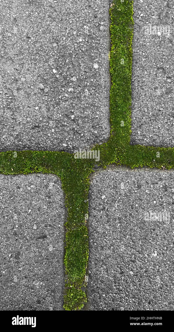 Mossy brick pavement texture hi-res stock photography and images - Alamy
