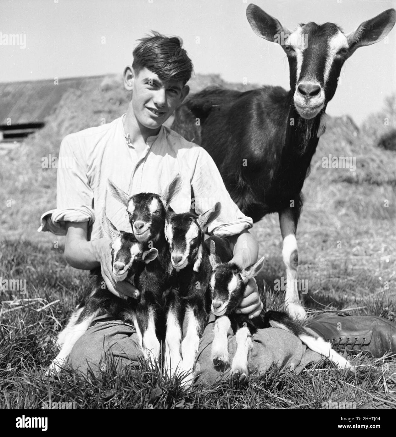 Boy with a goat and kids at Birling Goat Farm. 18th April 1945 Stock ...